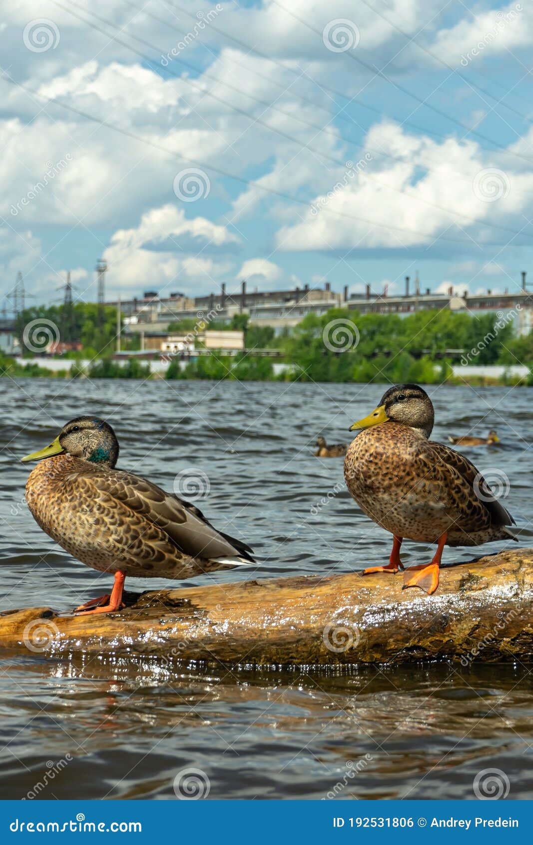 Ducks sit on a log stock photo. Image of fowl, animal - 192531806