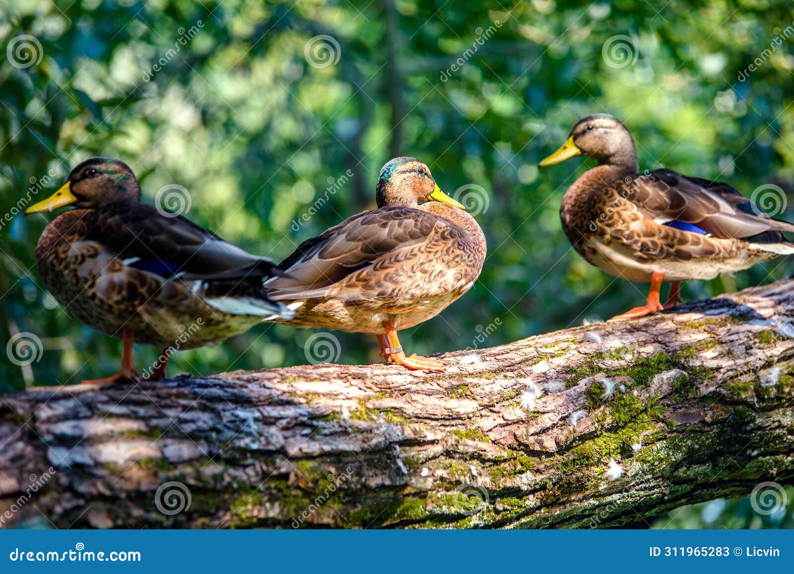 Ducks Sit on a Tree Near the Water Stock Image - Image of family, swim ...