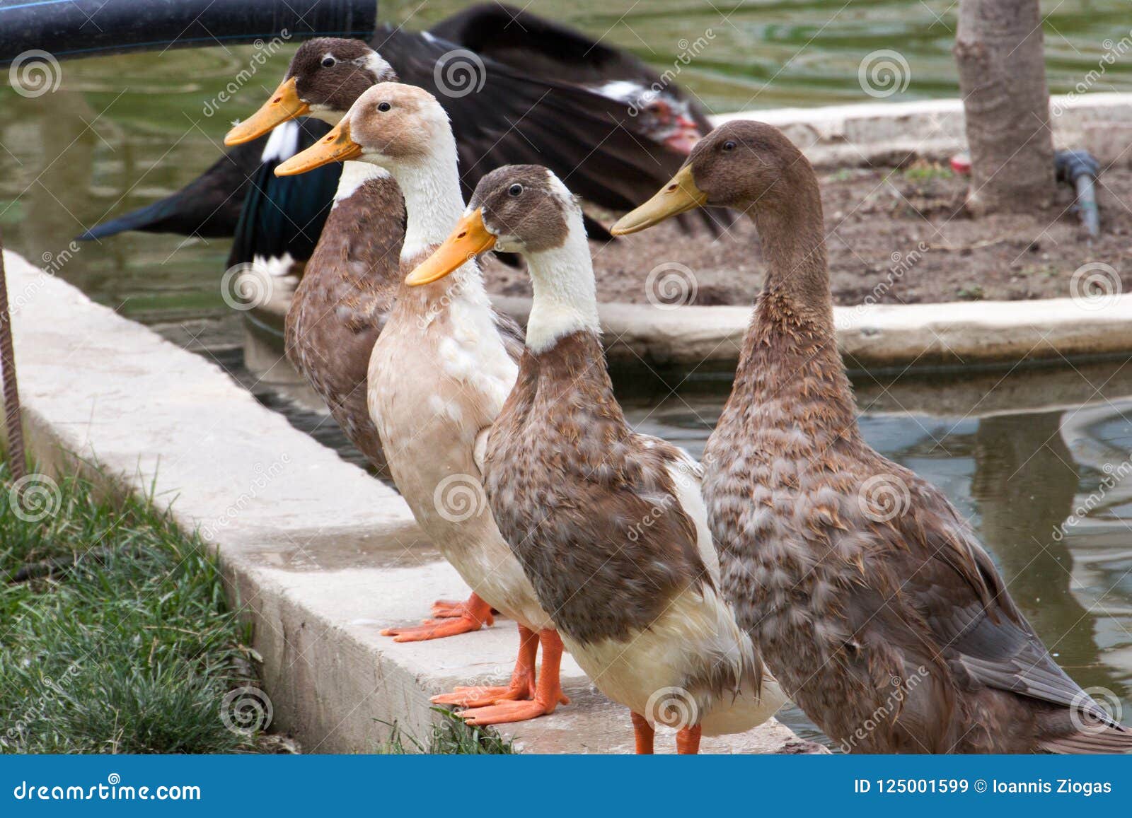 Ducks Sitting on Line on Pond Wall Stock Image - Image of linear, pond ...