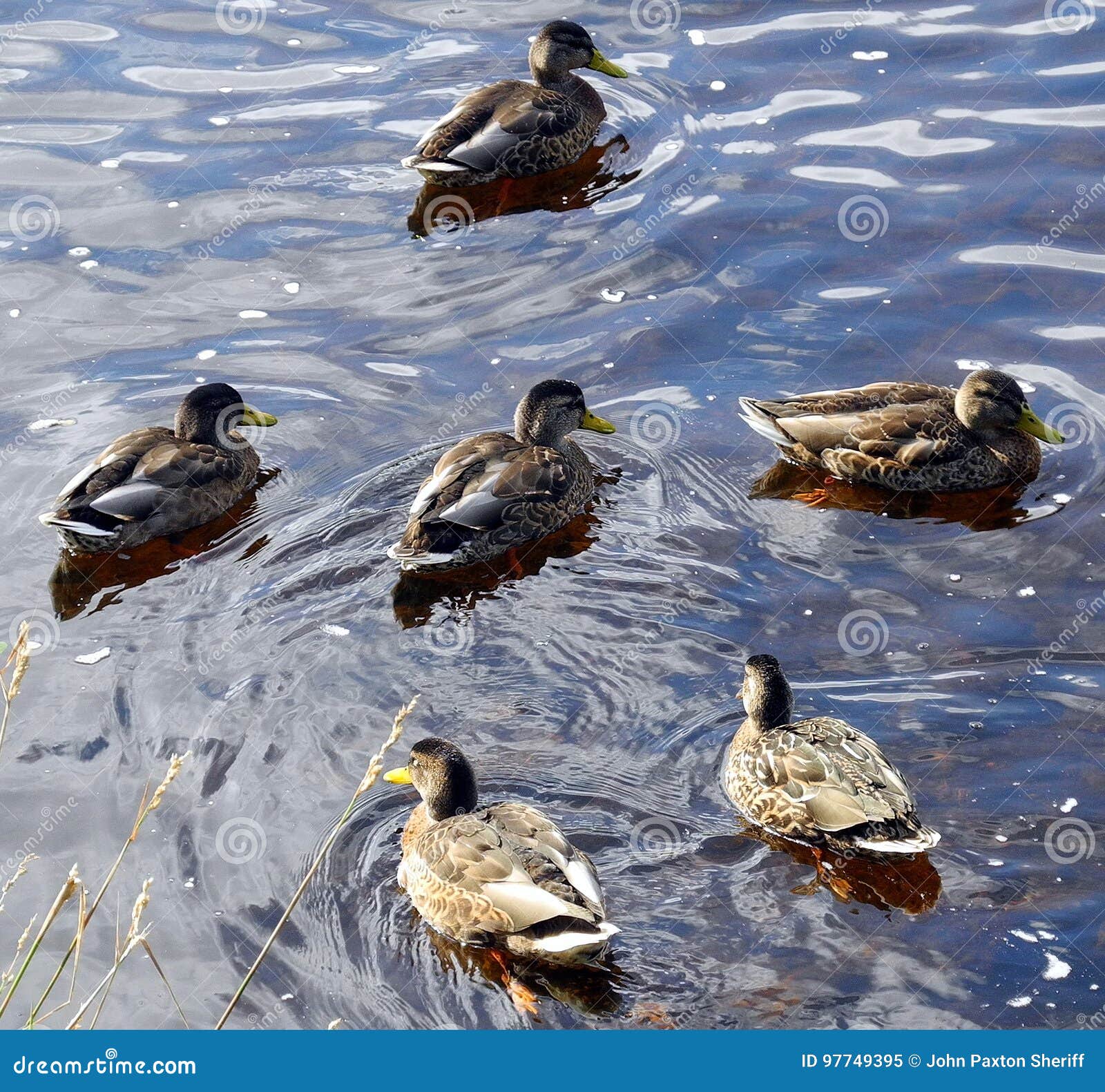 Ducks, Six, in Patterned Dance Stock Image - Image of ducks ...