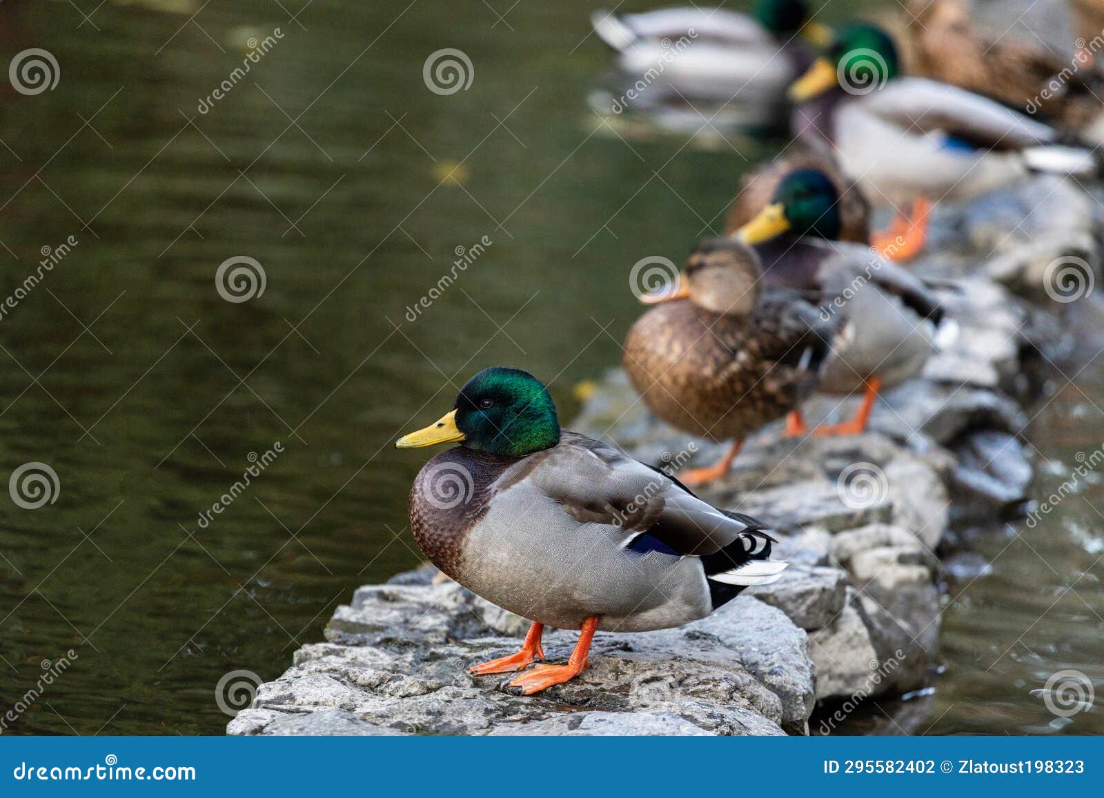 Ducks Sleep, Clean Their Feathers, Eat Algae. Ducks are Beautifully ...
