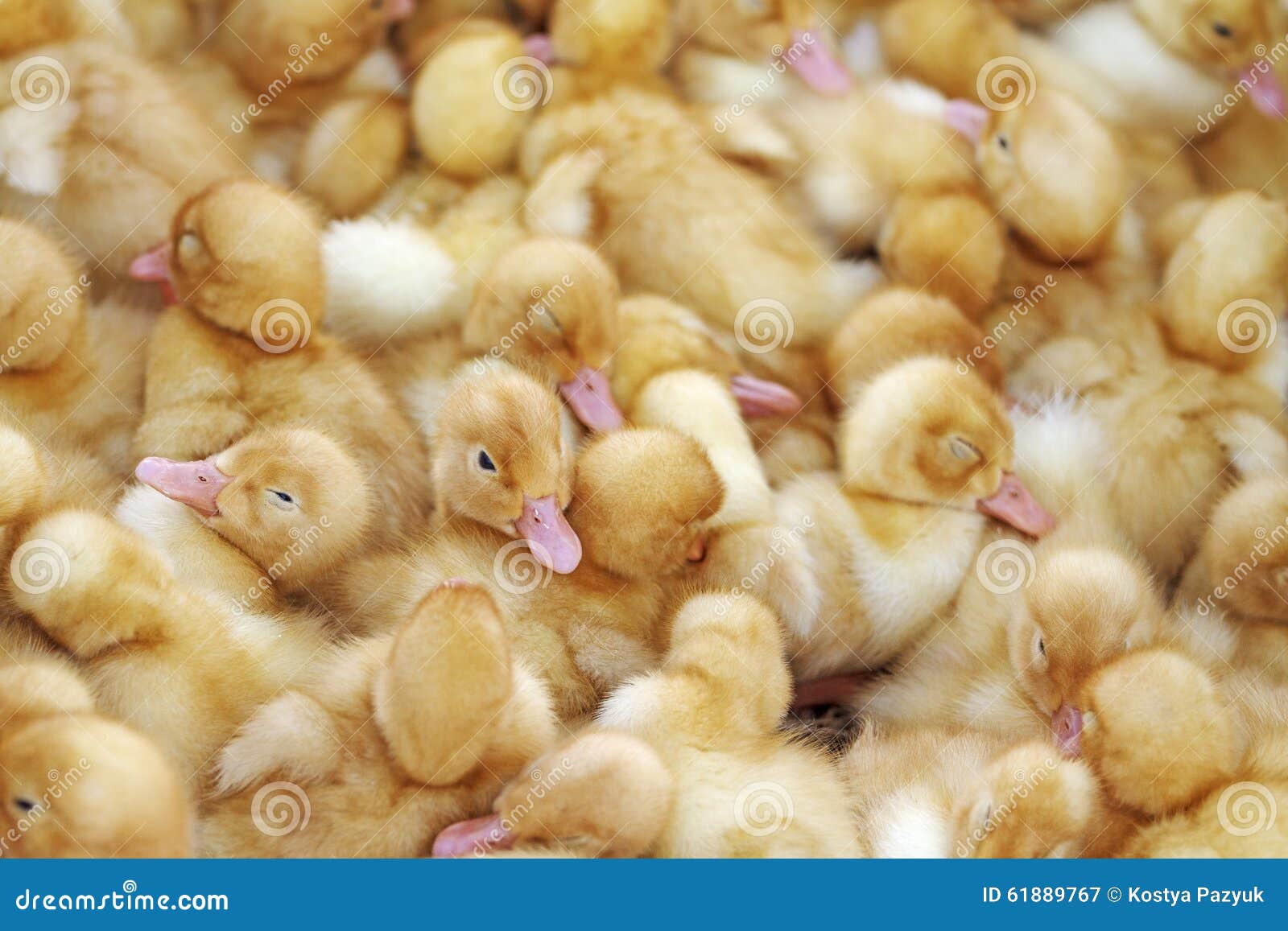 Ducks 2 stock image. Image of pets, farm, nature, duckling - 61889767