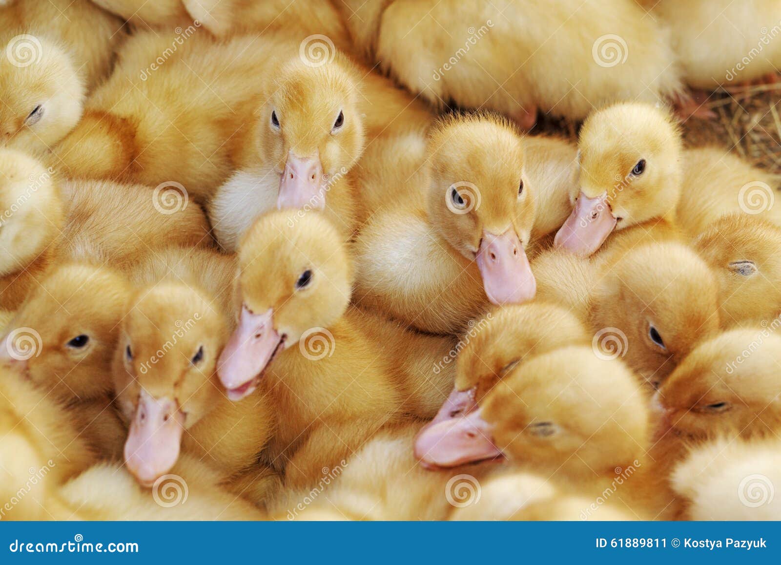 Ducks 3 stock image. Image of brown, nature, green, child - 61889811