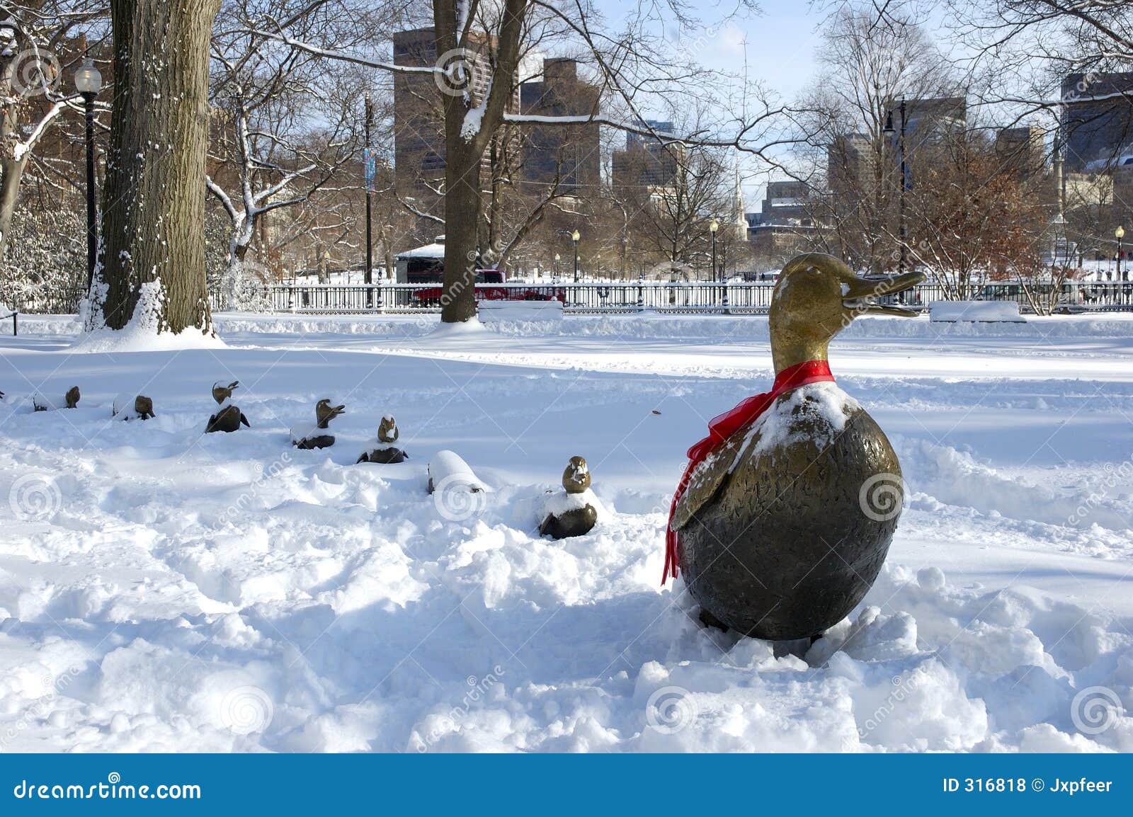 Ducks in Snow stock photo. Image of park, pine, snow, branches - 316818