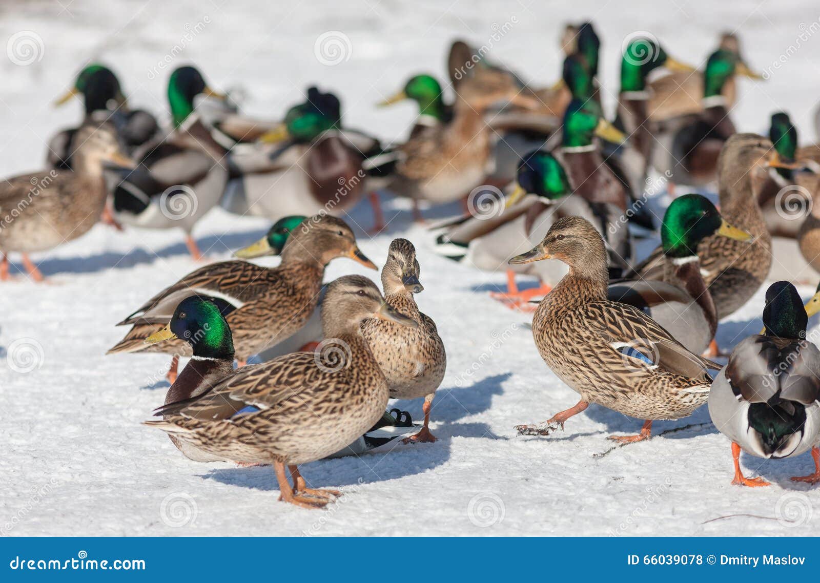 Ducks on the snow stock photo. Image of color, snow, white - 66039078