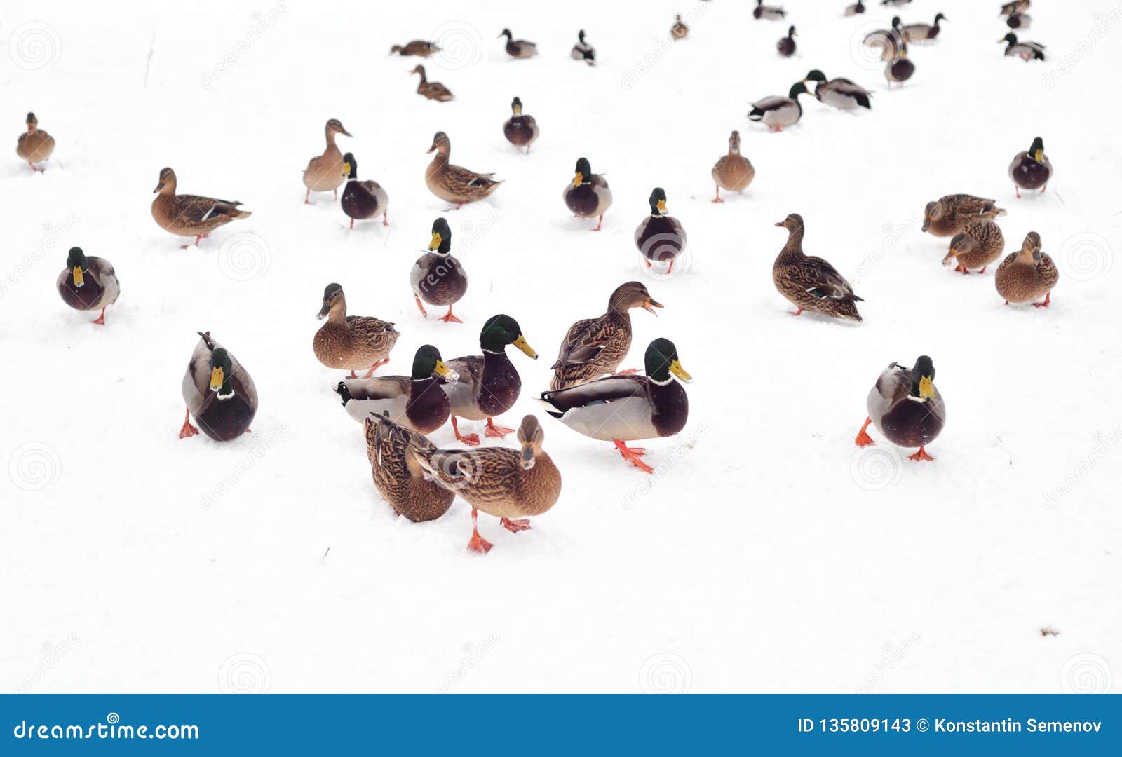 Ducks on snow stock image. Image of color, scenery, scene - 135809143