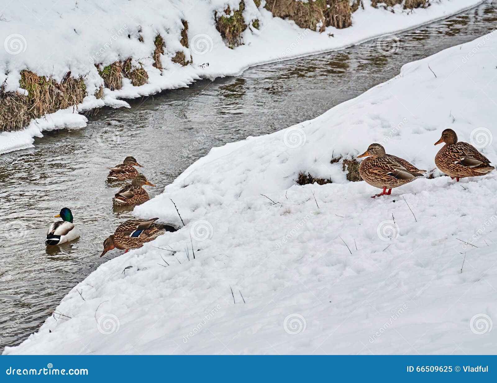 Ducks in the snow stock image. Image of river, duck, brown - 66509625