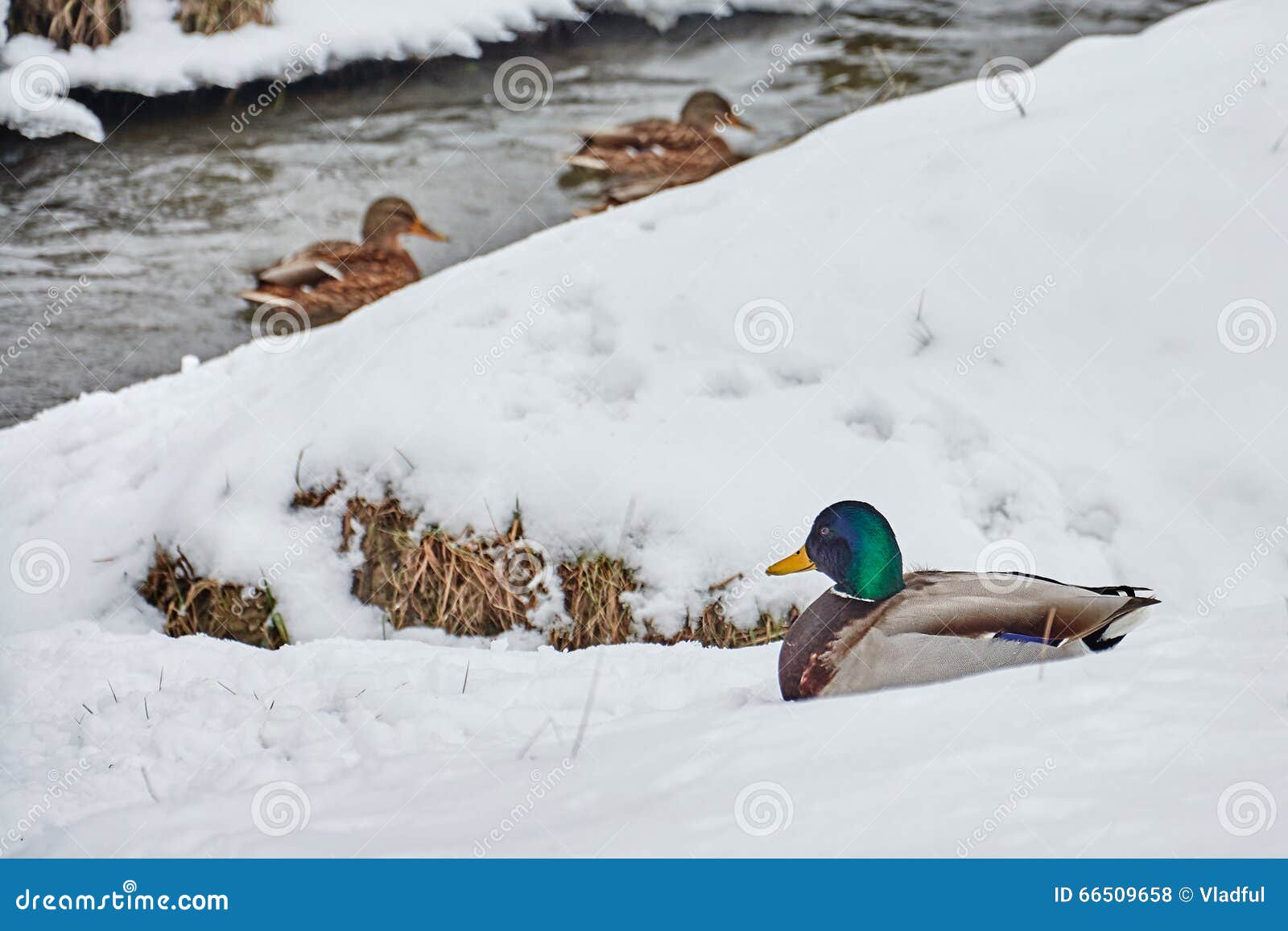 Ducks in the snow stock photo. Image of landscape, group - 66509658