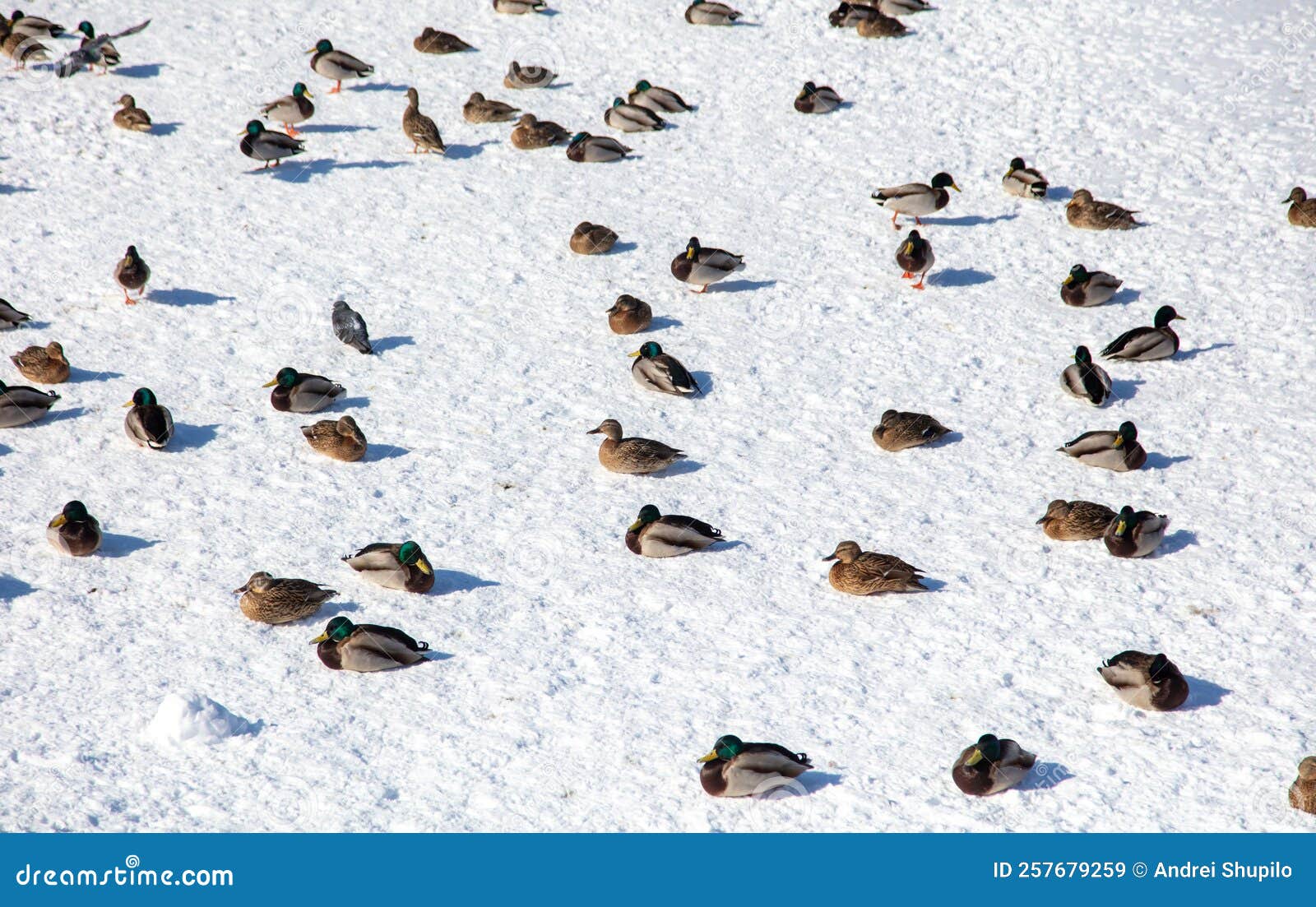 Ducks on the Snow in Winter. Stock Image - Image of season, wildlife ...
