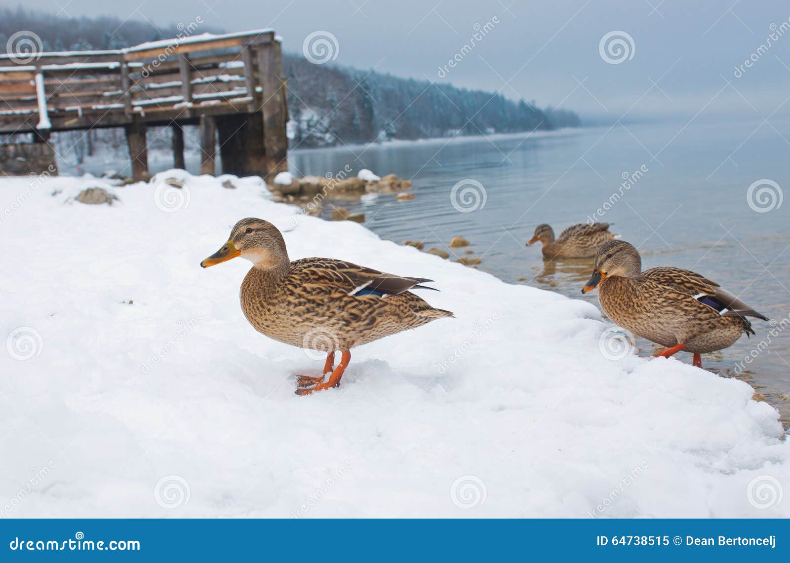 Ducks on the snow stock image. Image of duck, white, fauna - 64738515