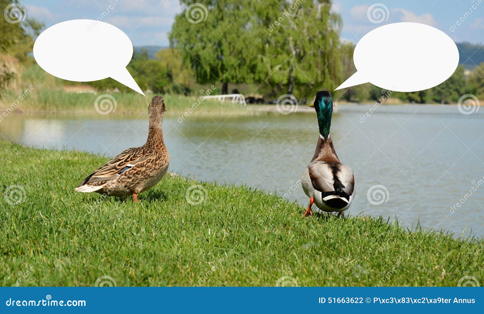 Ducks with a Speech Bubbles Stock Photo - Image of mallard, bubble ...