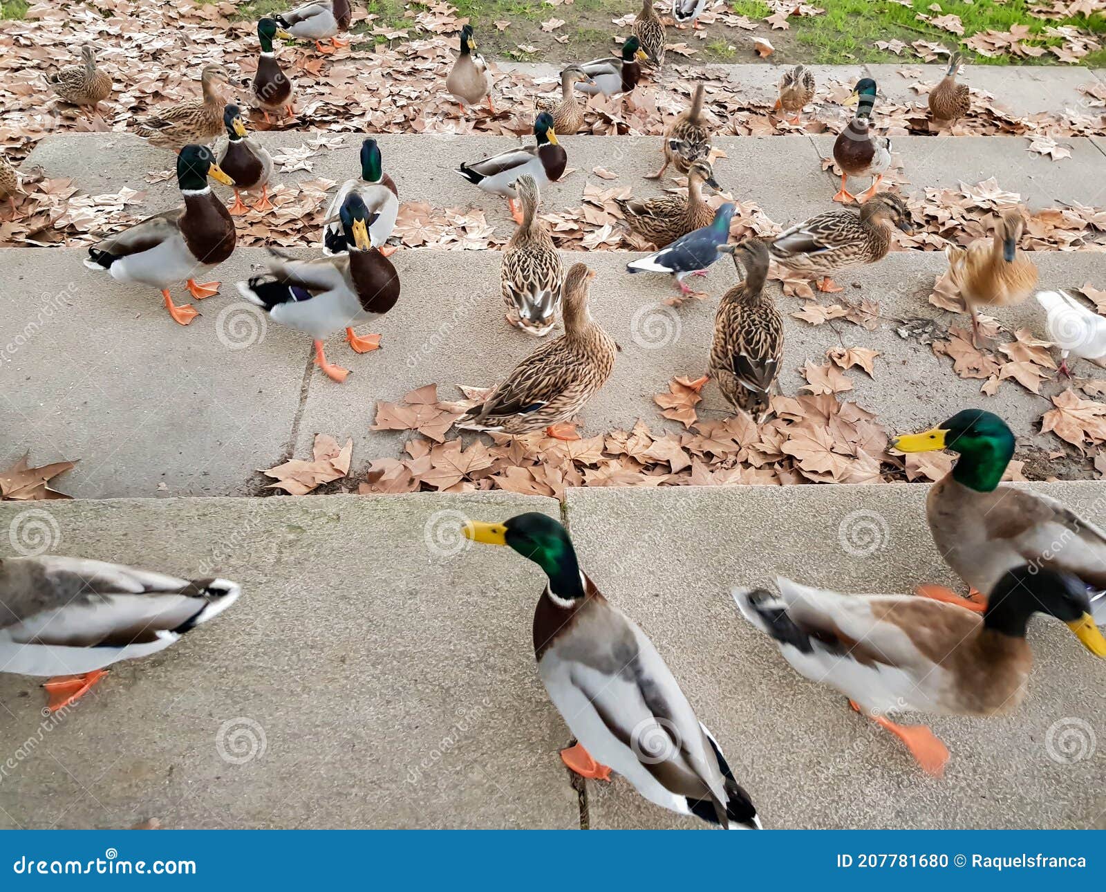 Ducks on Stairs with Fallen Autumn Leaves Stock Photo - Image of fall ...