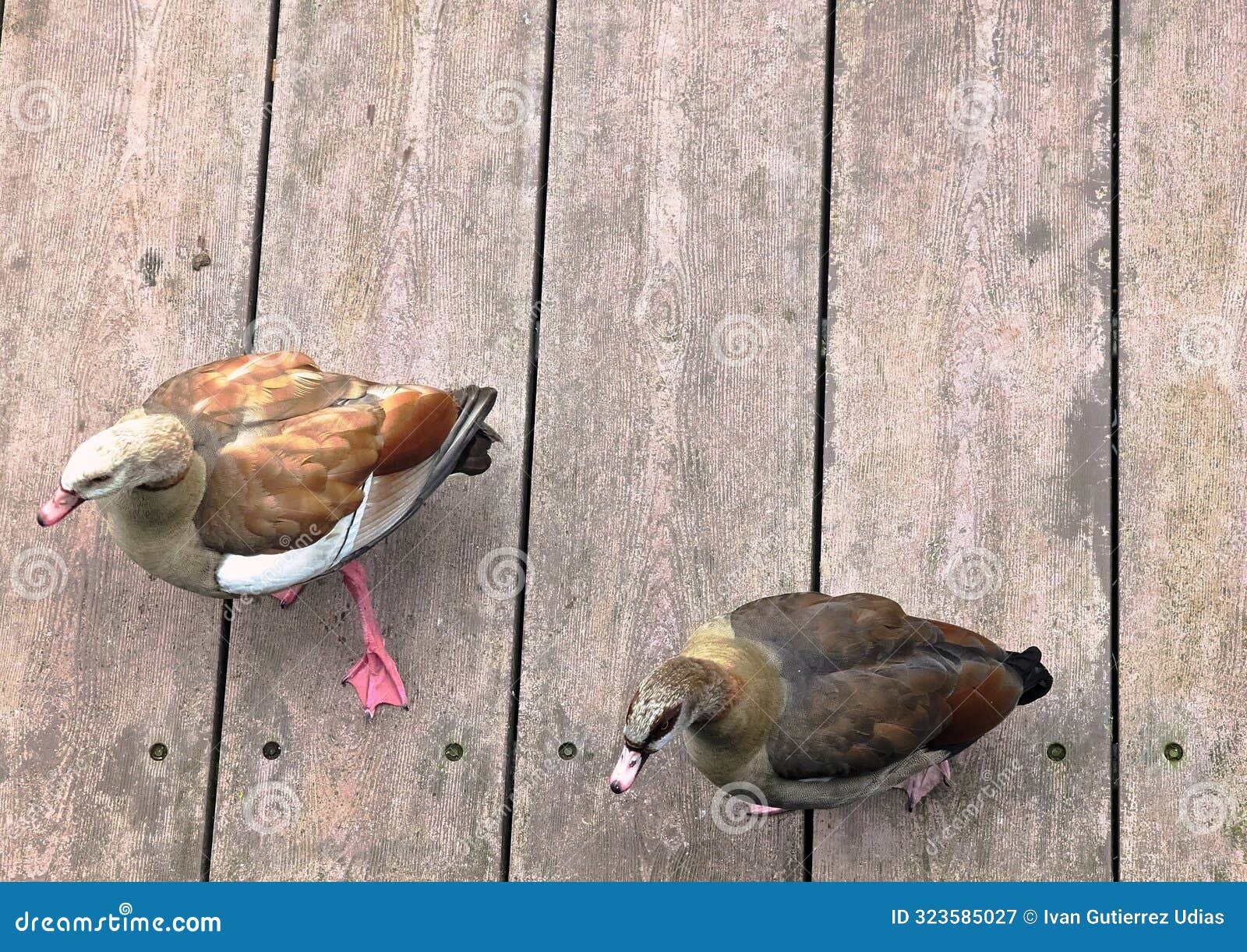 Ducks Standing on a Wooden Floor Stock Image - Image of wing, produce ...