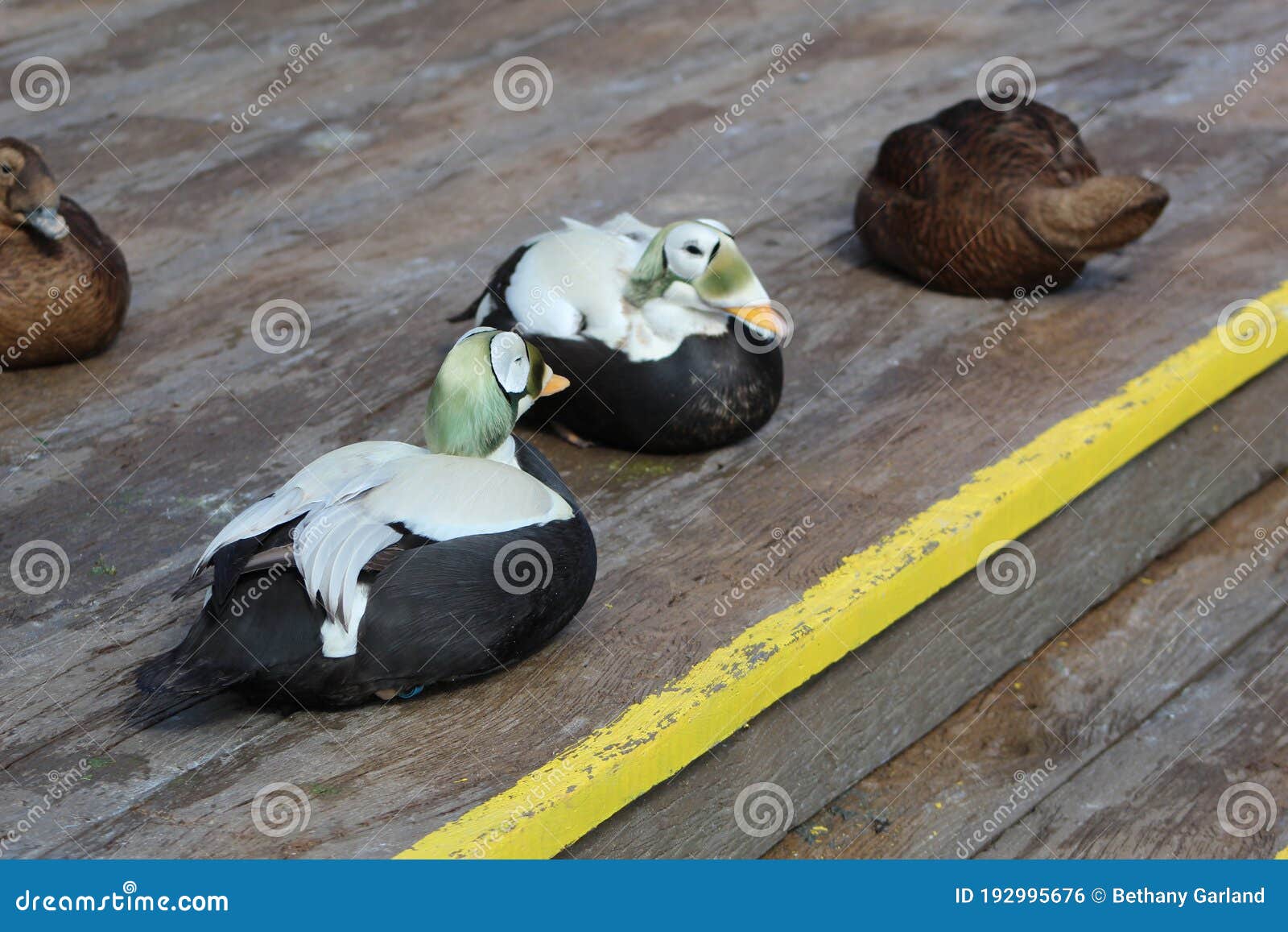Ducks on a step stock photo. Image of goose, wildlife - 192995676