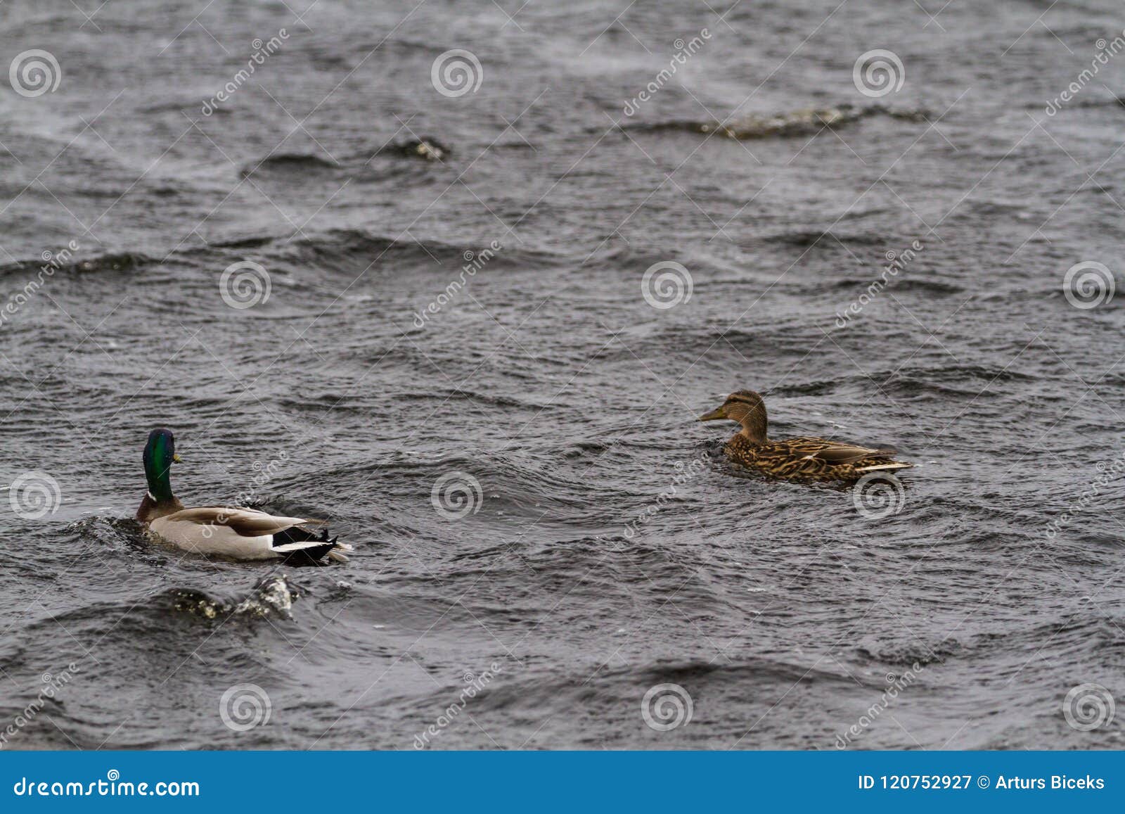 Ducks in a storm stock image. Image of bird, wild, nature - 120752927