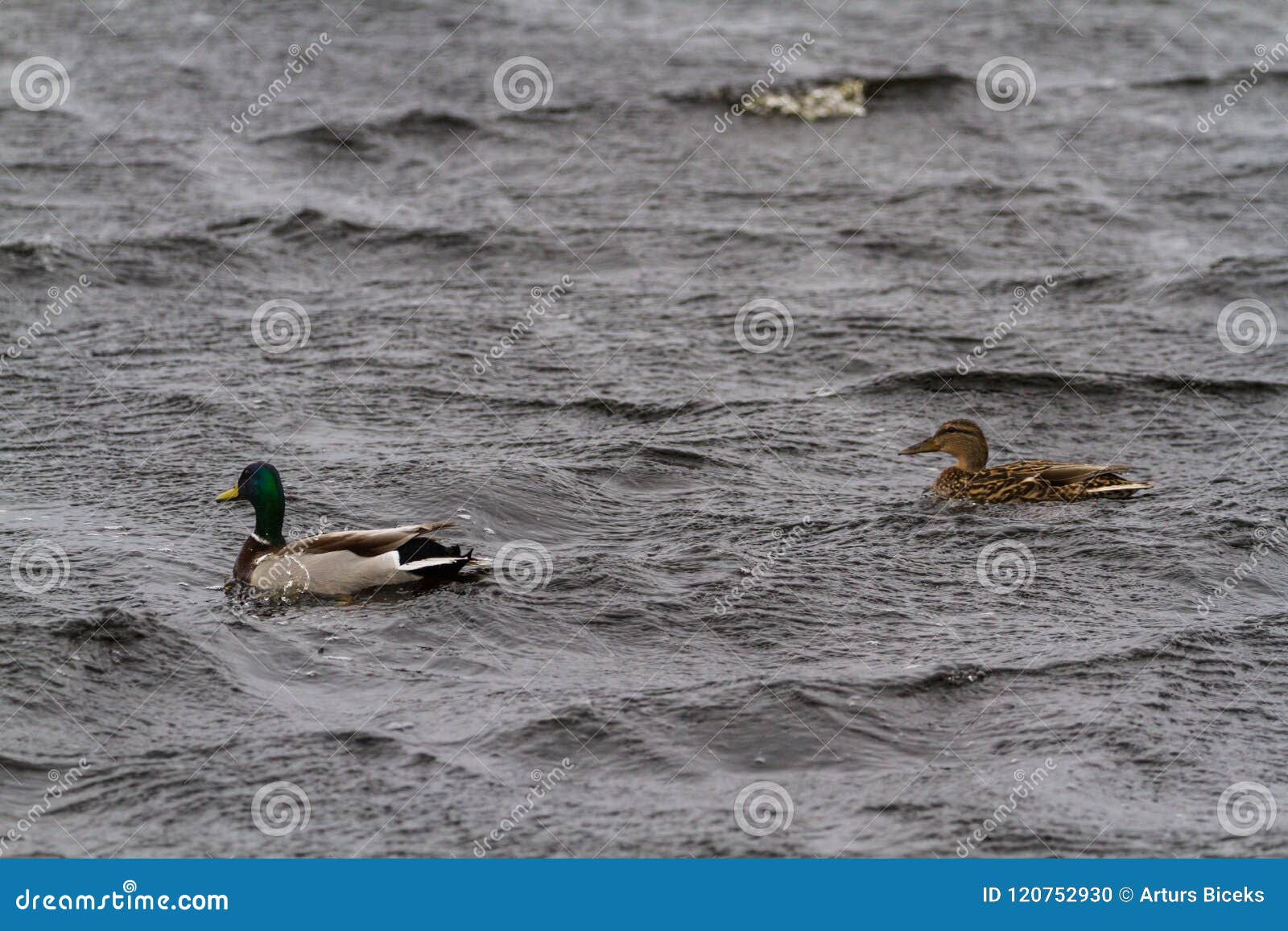 Ducks in a storm stock photo. Image of beauty, hungary - 120752930