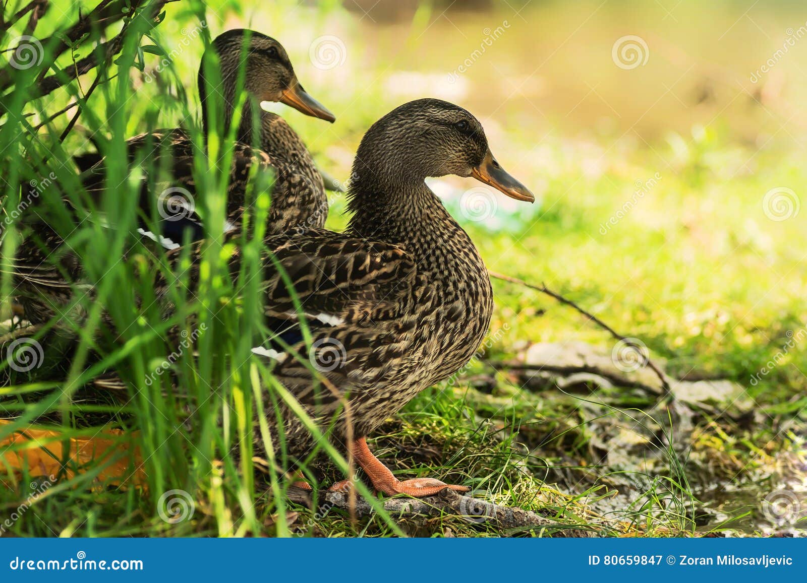 Ducks stock image. Image of ducklings, mallard, beauty - 80659847
