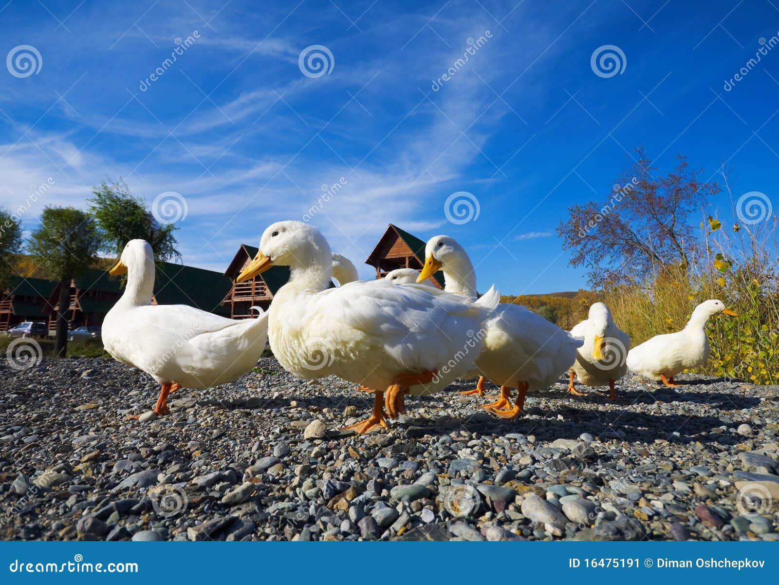 Ducks, sunny autumn day stock image. Image of scene, ducks - 16475191