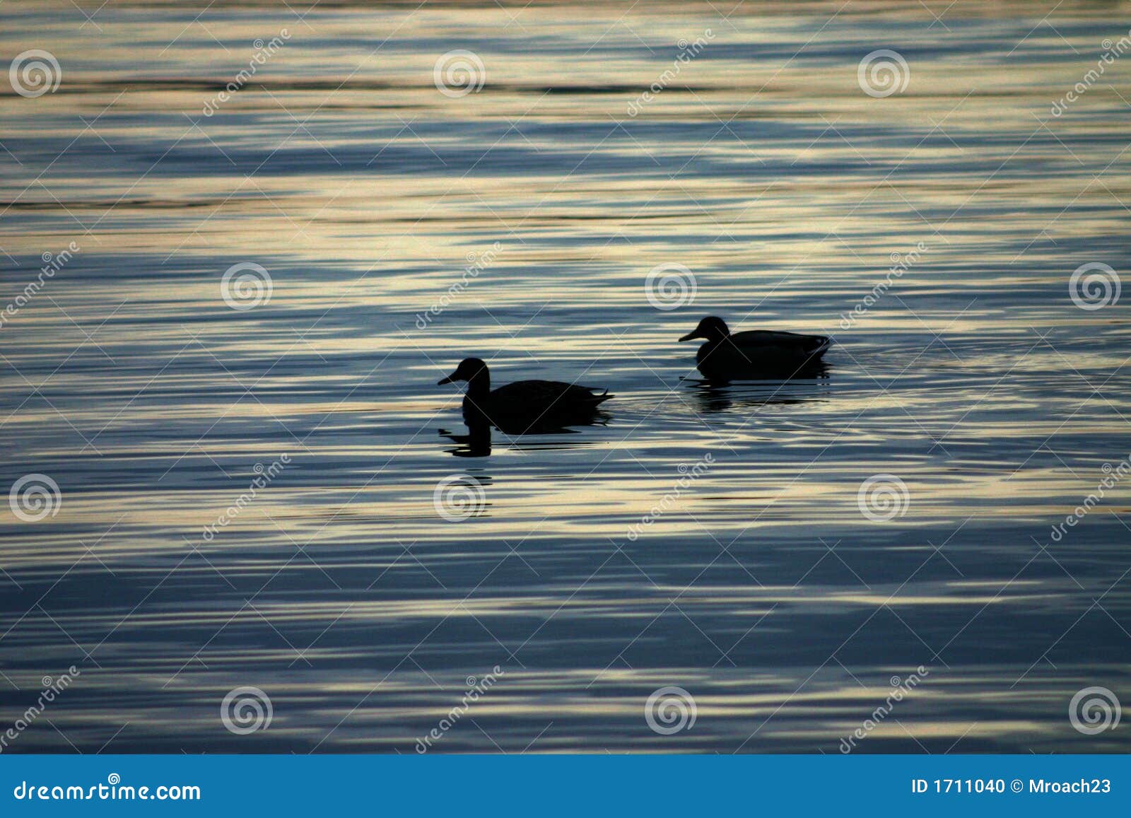 Ducks at Sunset stock photo. Image of dusk, water, ducks - 1711040