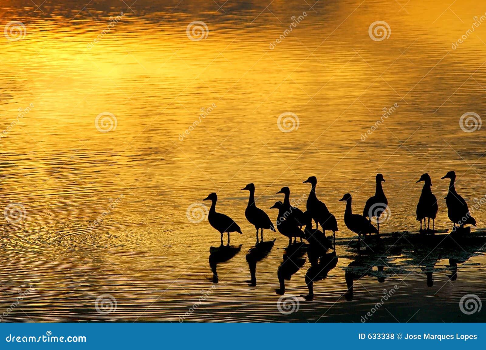 Ducks in the sunset stock photo. Image of wallpaper, reflexes - 633338
