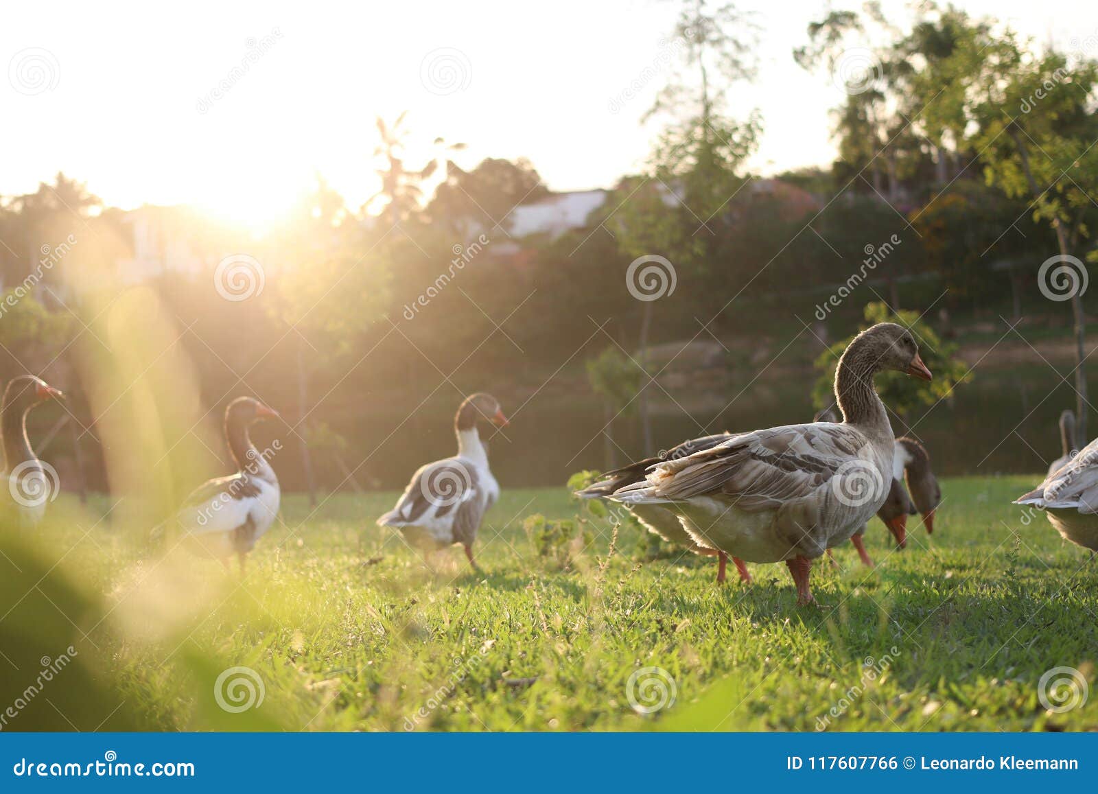 Ducks and the sunset stock photo. Image of iridescent - 117607766