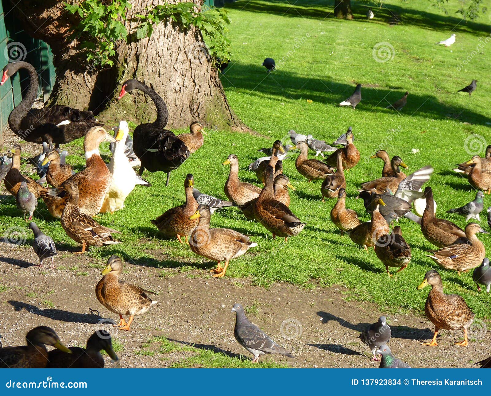 Ducks, swans and doves stock photo. Image of bird, orange - 137923834
