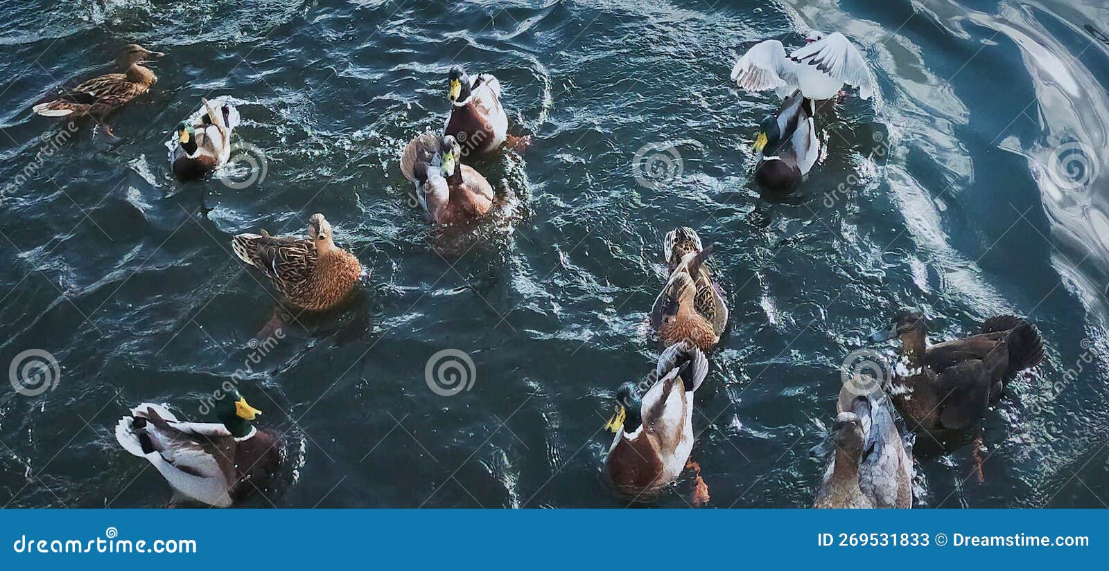Ducks swarm 1 stock image. Image of waterbird, boating - 269531833