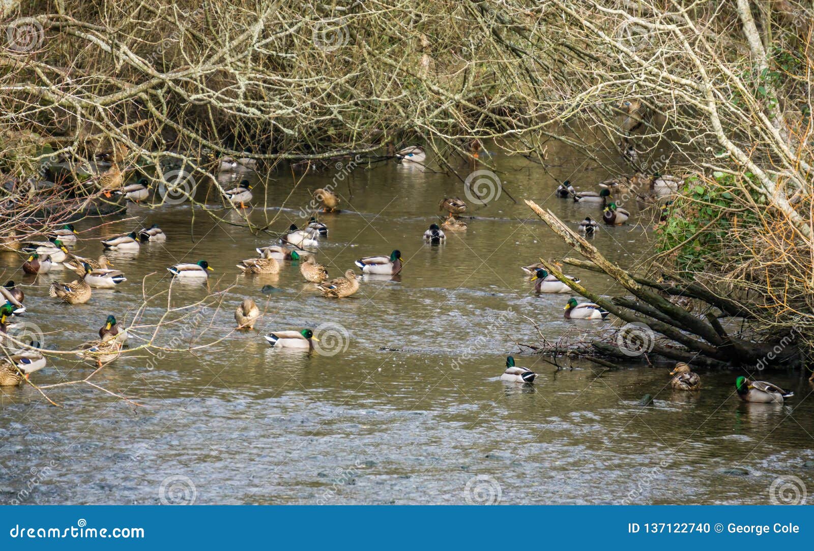 Ducks in Stream stock photo. Image of ducks, fowl, pacific - 137122740
