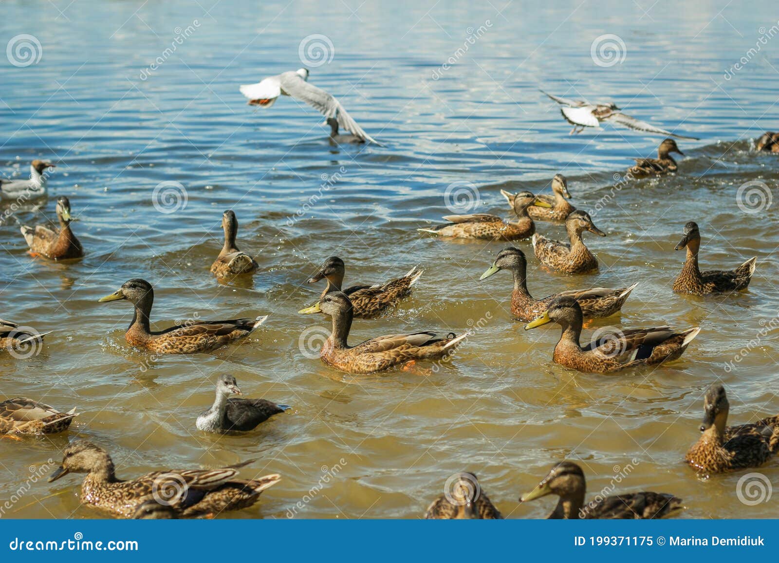 Ducks Swim in the Lake. a Flock of Ducks in the Water Stock Image ...