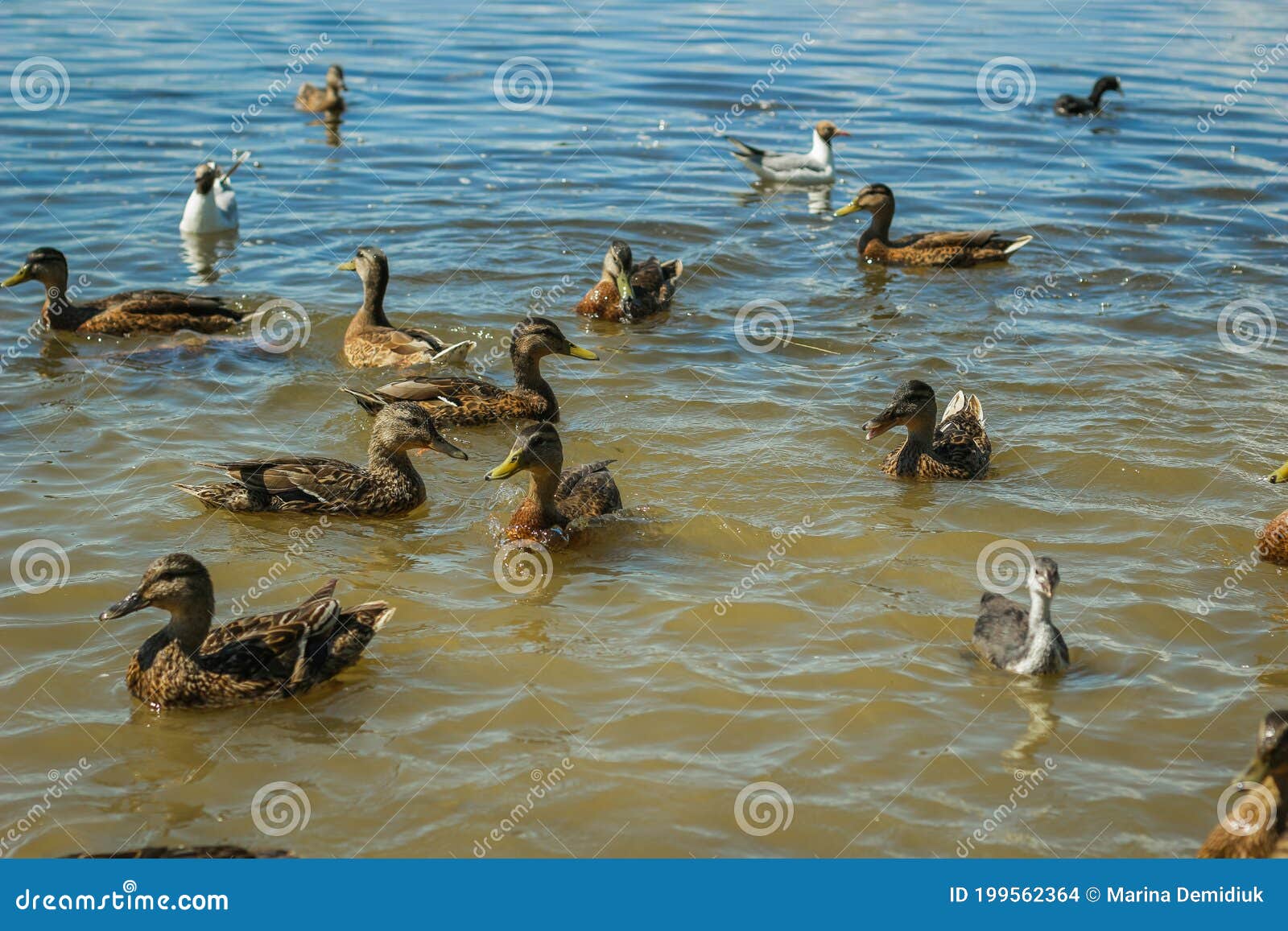 Ducks Swim in the Lake. a Flock of Ducks in the Water Stock Photo ...
