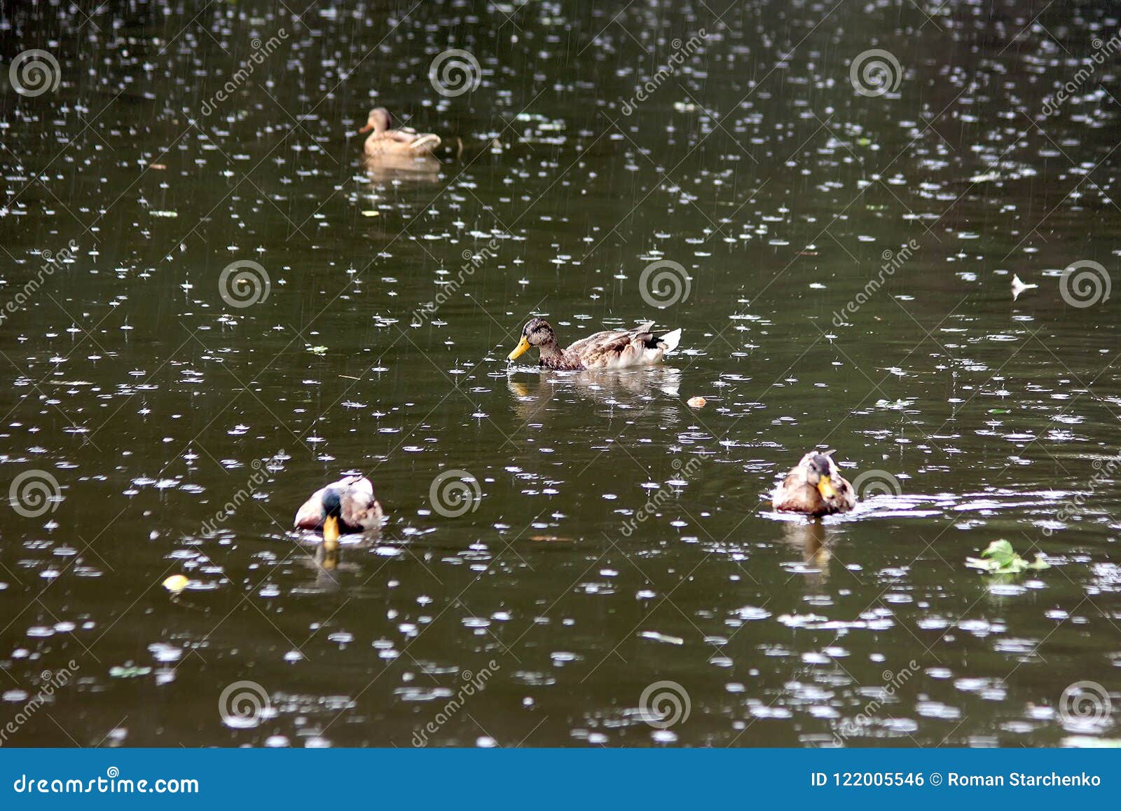 Ducks Swim in a Pond Under the Rain Stock Photo - Image of float ...