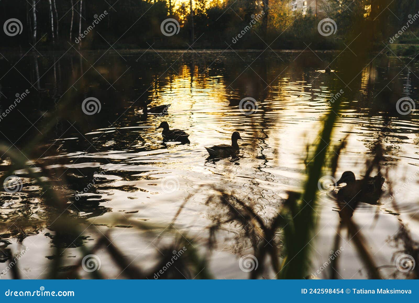 Ducks Swim in the Swamp at Sunset Stock Photo - Image of reflection ...