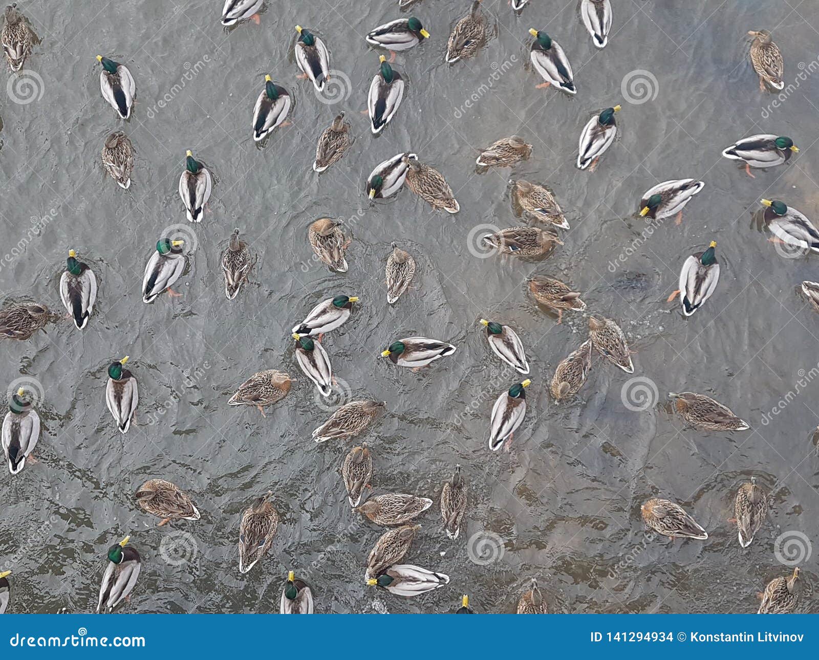 Ducks Swim in the Winter River, Top View Stock Photo - Image of drake ...