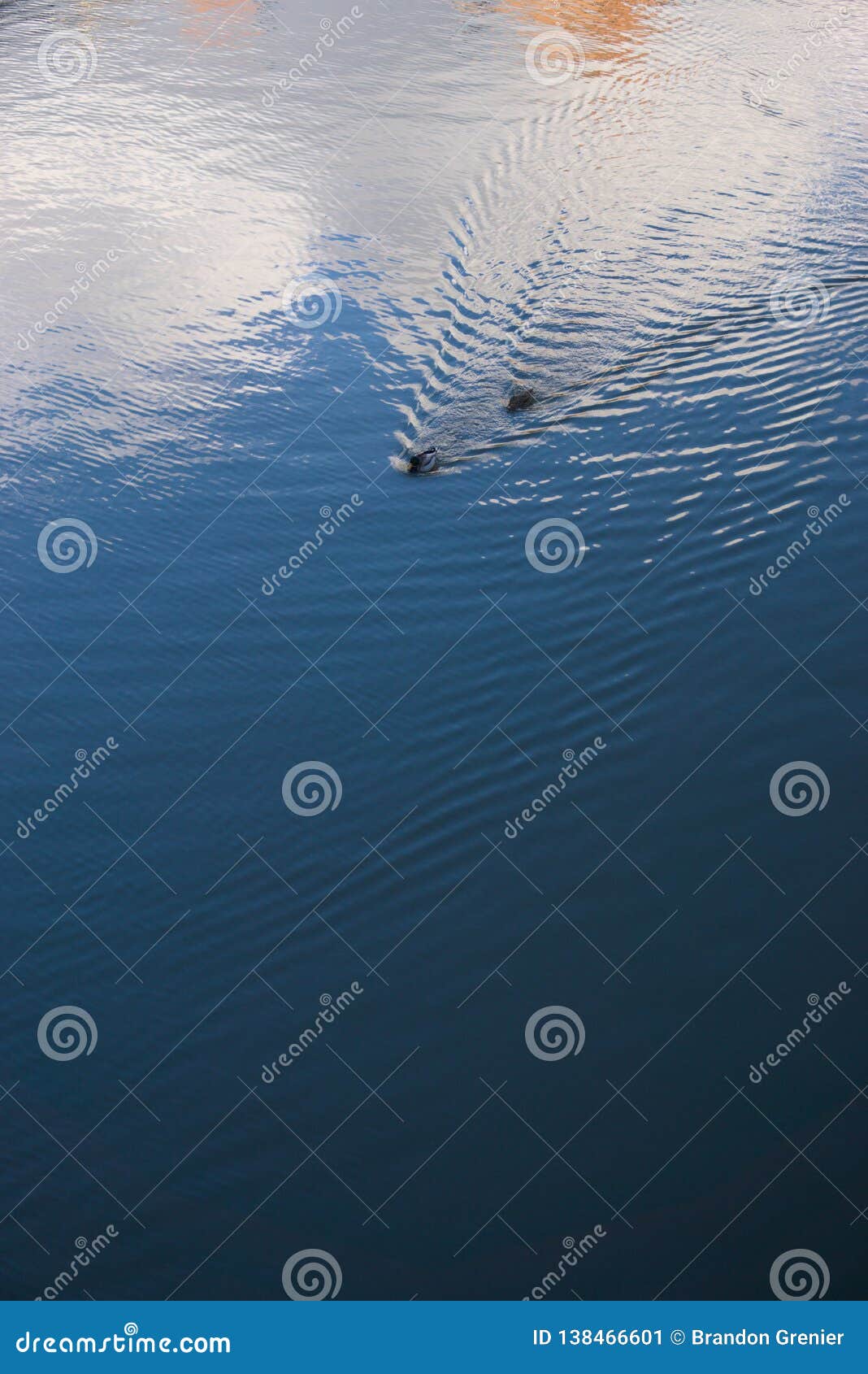Ducks Swimming Abstract Ripples Reflection Stock Image - Image of light ...