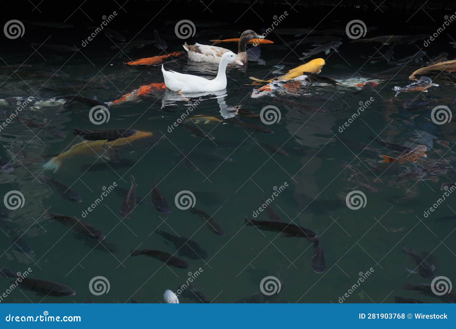 Ducks Swimming Around Koi Fish in a Pond Stock Photo - Image of pond ...
