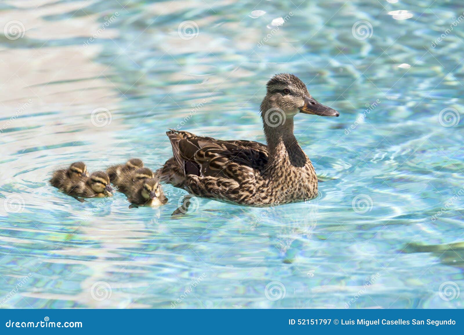 Ducks swimming stock image. Image of float, duck, baby - 52151797