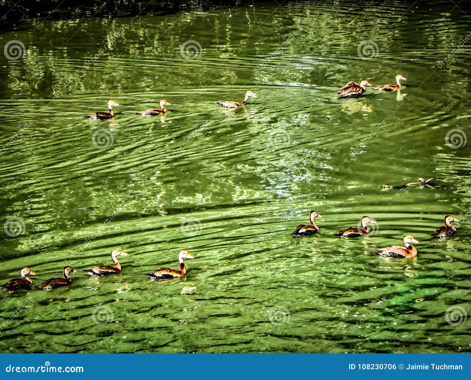 Flock of ducks in the pond stock photo. Image of alive - 108230706