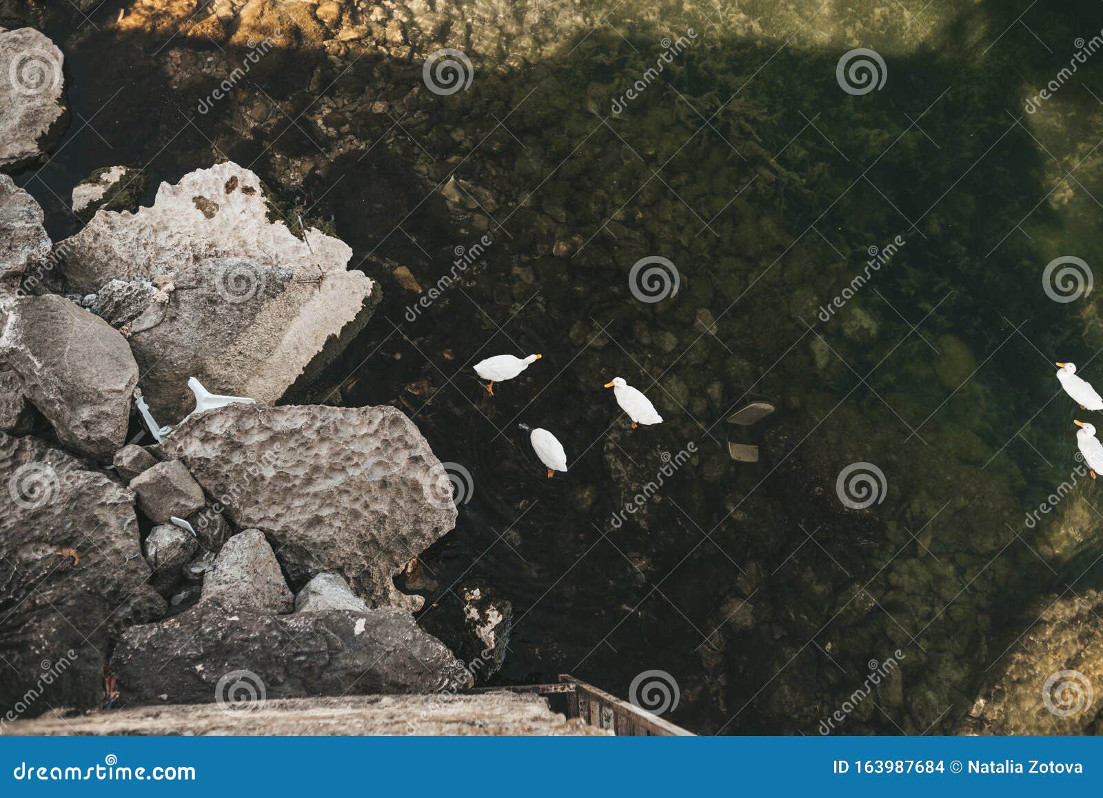 Ducks Swimming in the Lake. View from Above Stock Photo - Image of ...