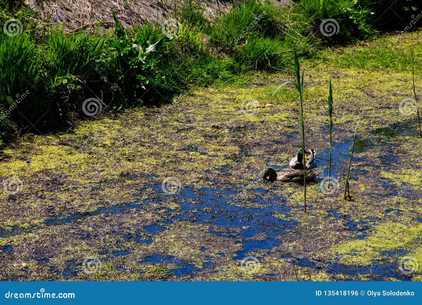 Ducks Swimming among Marsh Plants Stock Photo - Image of alga ...