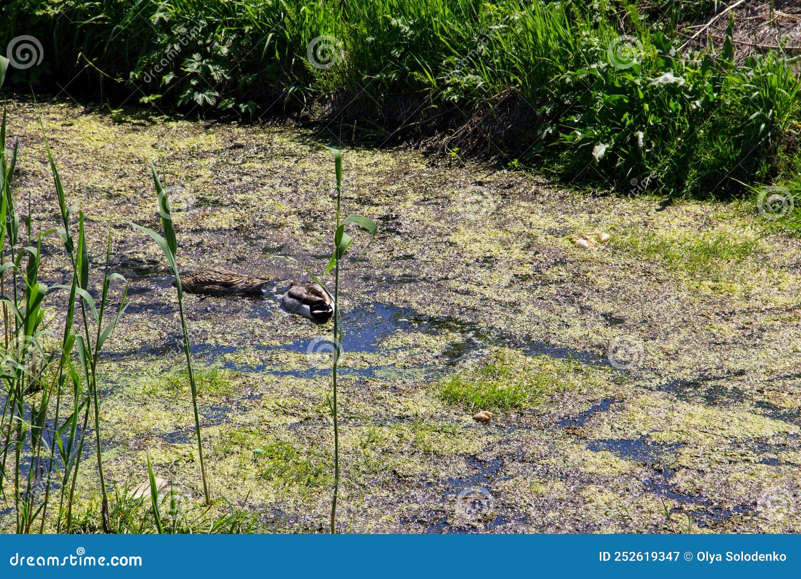 Ducks Swimming among Marsh Plants Stock Image - Image of animal, bill ...
