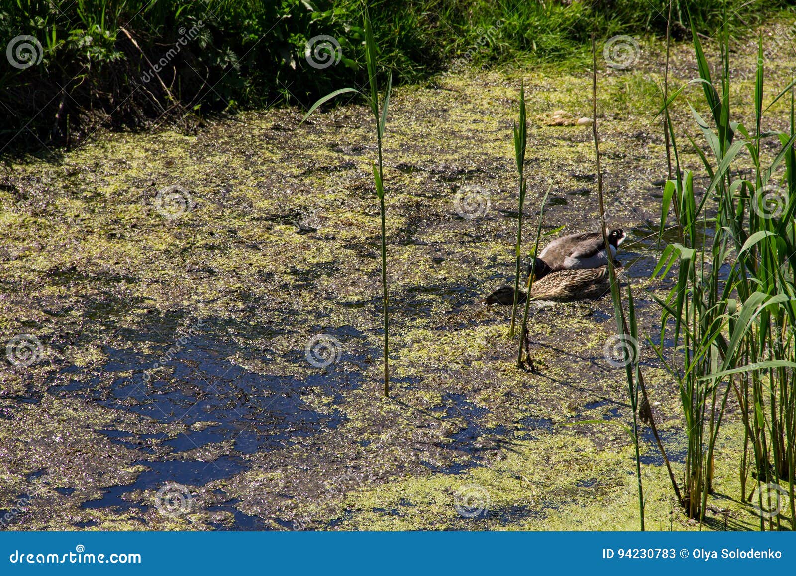 Ducks Swimming among Marsh Plants Stock Image - Image of lake, male ...