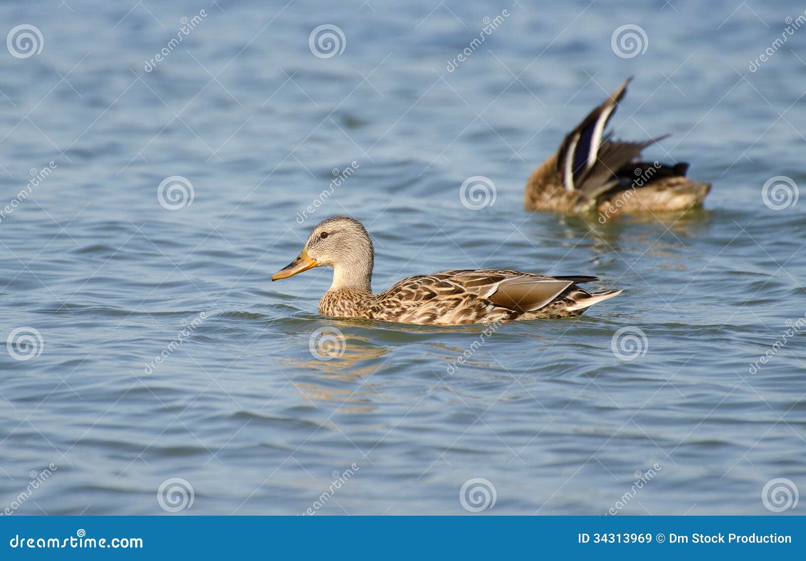 Ducks swimming stock image. Image of seasonal, nature - 34313969