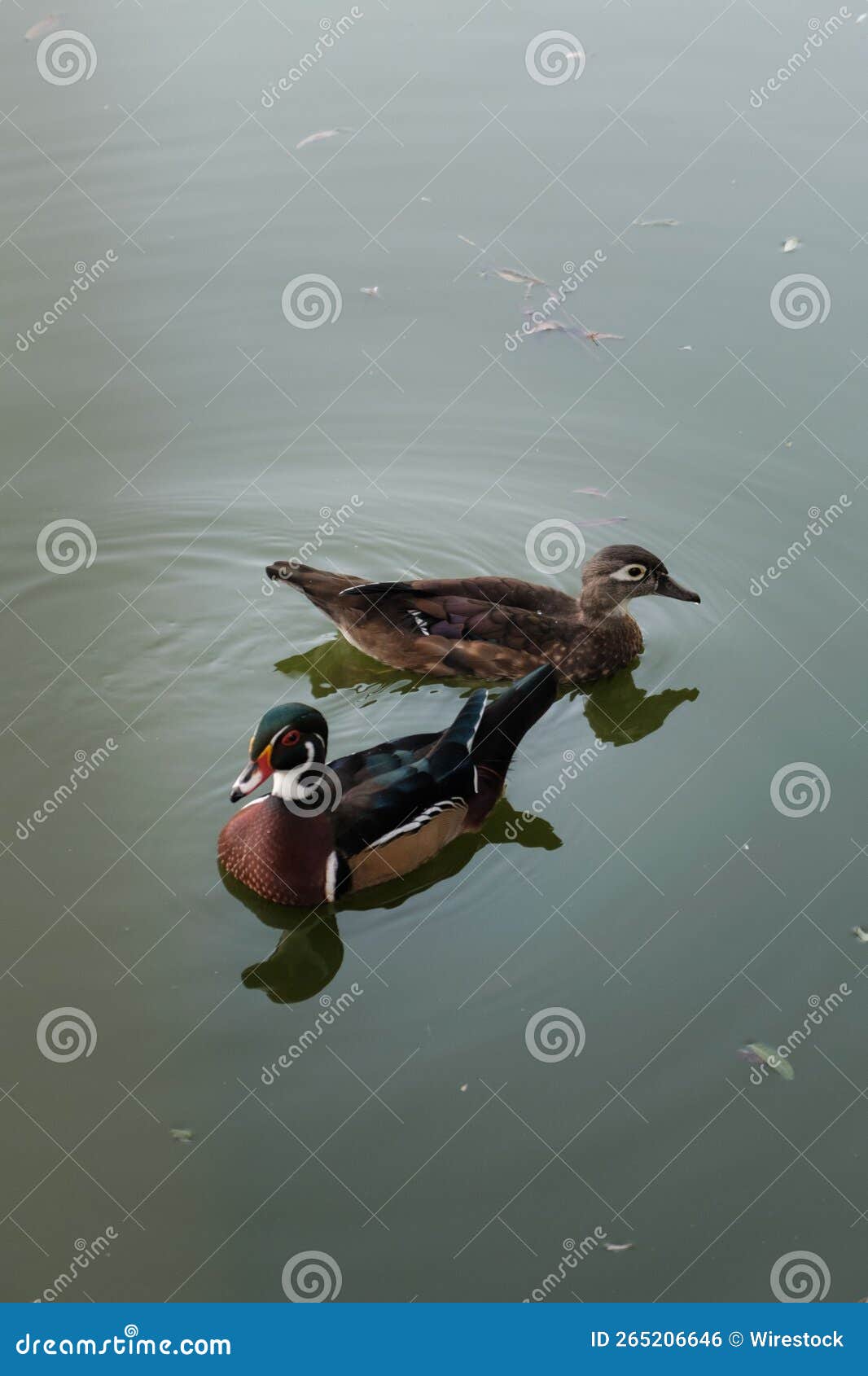 Ducks Swimming in a Pond in Romania Stock Photo - Image of fauna, pond ...