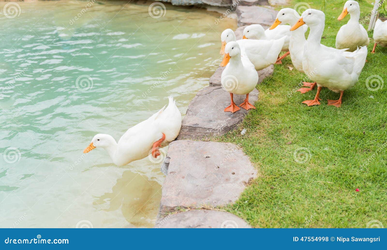 Ducks are Swimming in the Pool Stock Photo - Image of water, witte ...