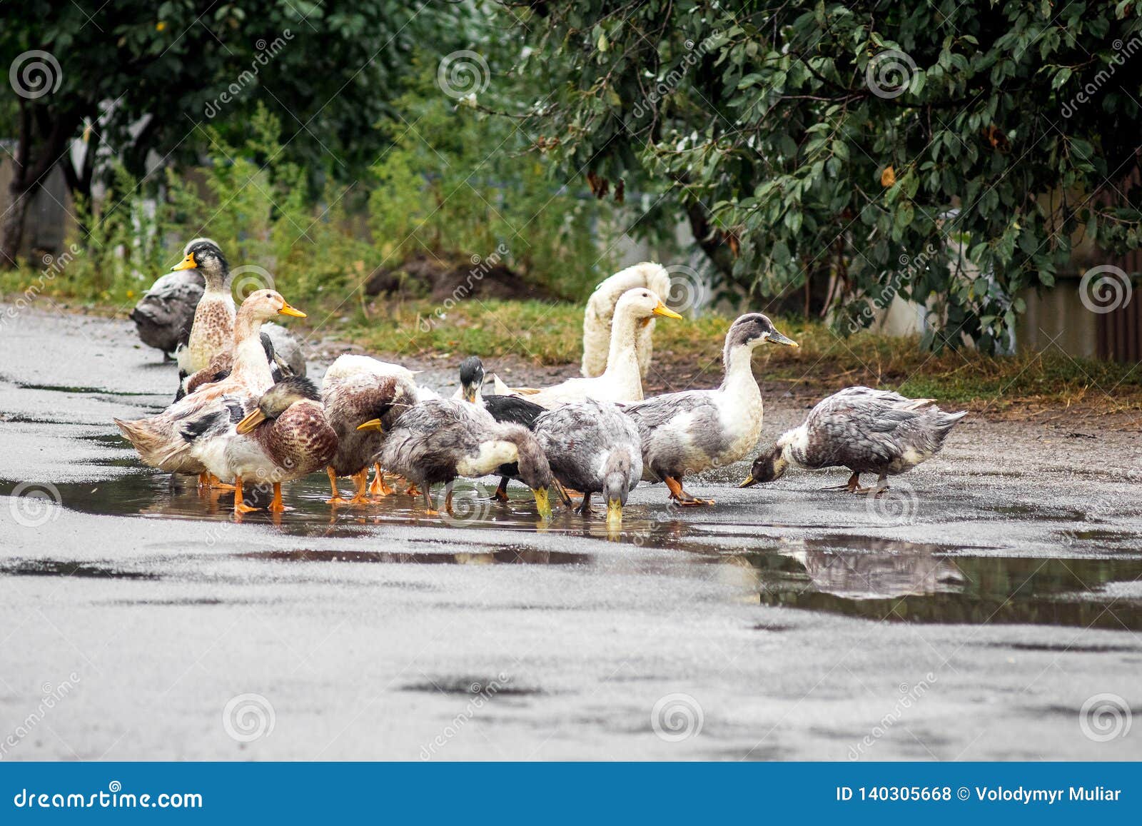 Ducks are Swimming in the Puddle after Rain. Growing of Poultry_ Stock ...