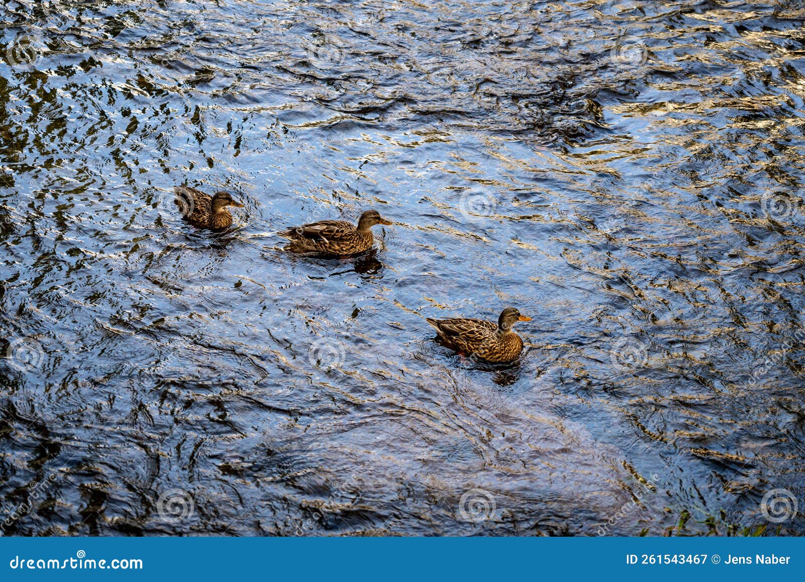 Ducks Swimming in a River from Above Stock Image - Image of outdoor ...