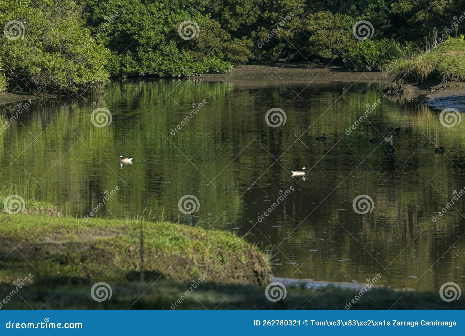 Ducks Swimming in the River Pied-billed Grebe Stock Image - Image of ...