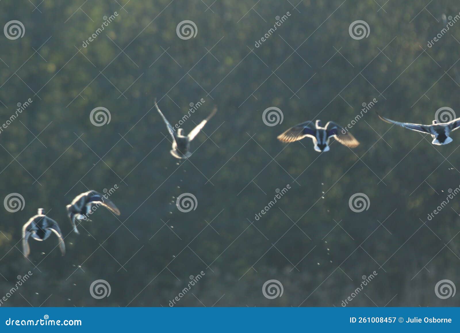 Ducks Take Off from a Pond in IL Stock Image - Image of waterbird ...