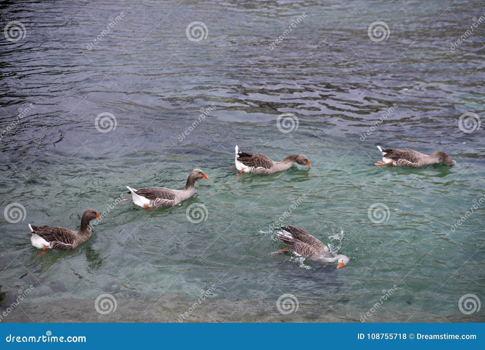 Ducks Taking a Bath into the Lake. Stock Photo - Image of bird, orange ...