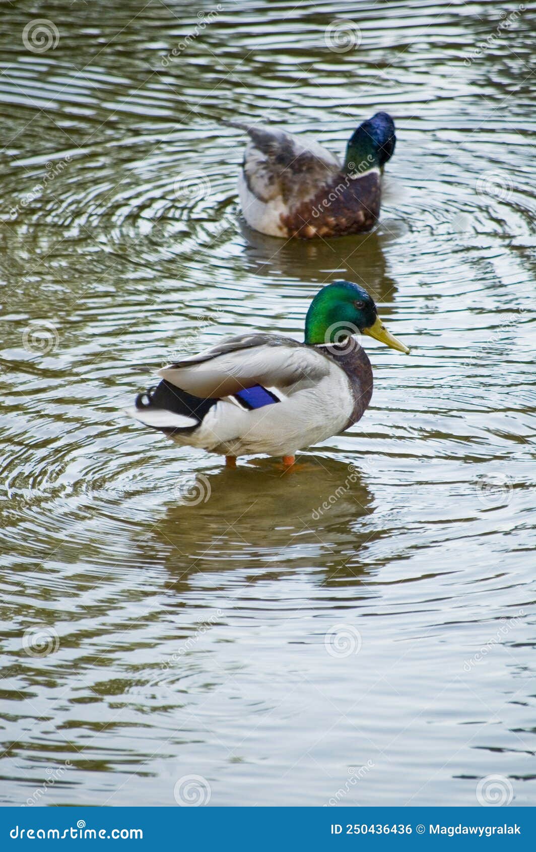 Ducks Taking a Bath in a River. Stock Photo - Image of tranquil, swim ...